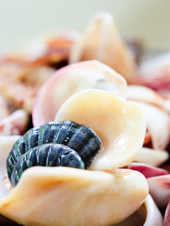 Shell stock photo. Image of island, group, animals, life - 52263200