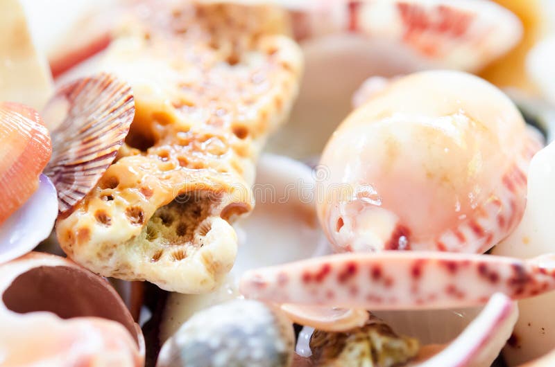 Shell stock photo. Image of color, large, background - 52267114