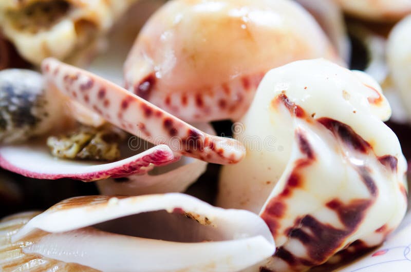 Shell stock photo. Image of large, organism, beautiful - 52267120