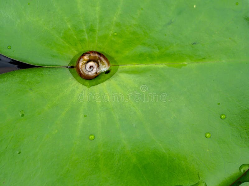 Shell is on the Lotus Leaf and Water Dropslets Stock Photo - Image of ...