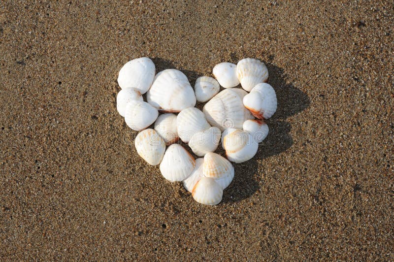 Shell Love Heart stock photo. Image of vacation, heart - 7799914