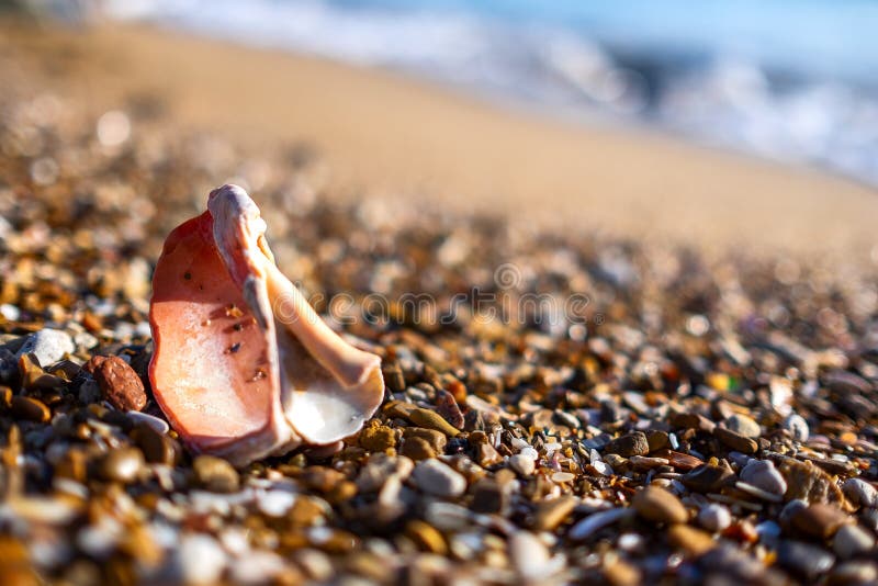 Shells on the beach. stock image. Image of outdoor, coast - 137002277