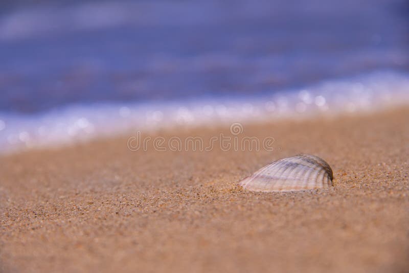 The Shell is Lying on the Coast Behind the Waves and the Sea Stock ...