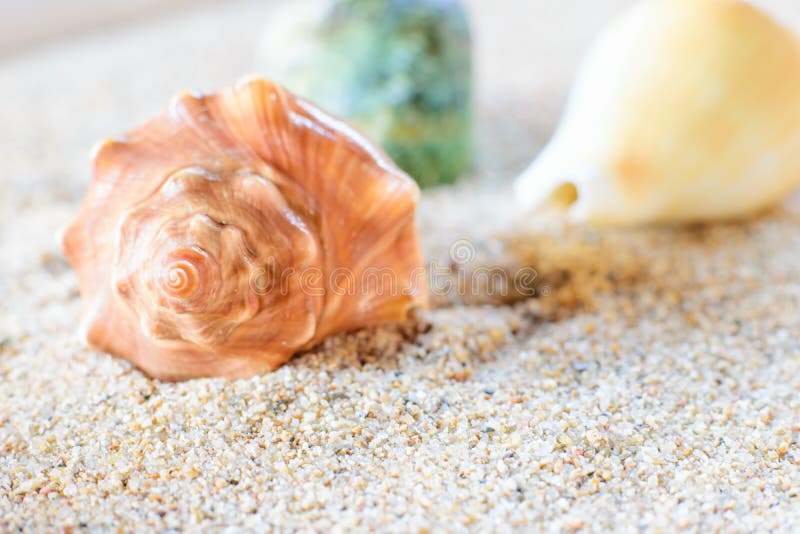 Shell lying in the sand stock photo. Image of marine - 58600662