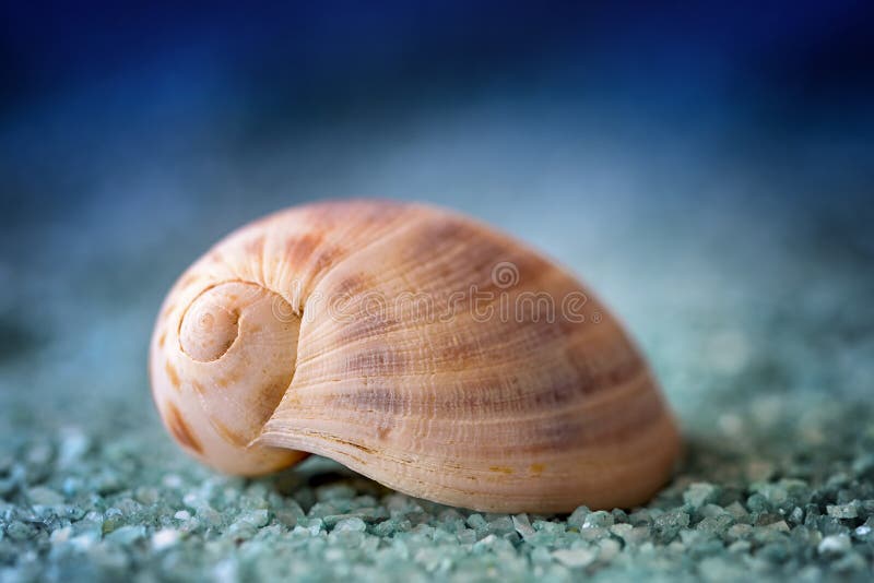 Shell stock photo. Image of vacation, water, spiral, shell - 56338534