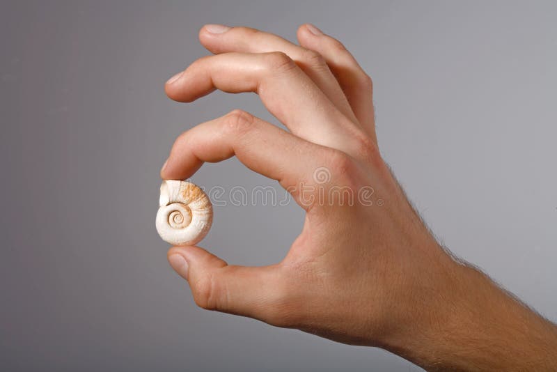 Shell in man s hand stock image. Image of shell, sephia - 7151177