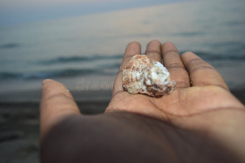 Shell in mans hand stock image. Image of skin, nail - 219754915