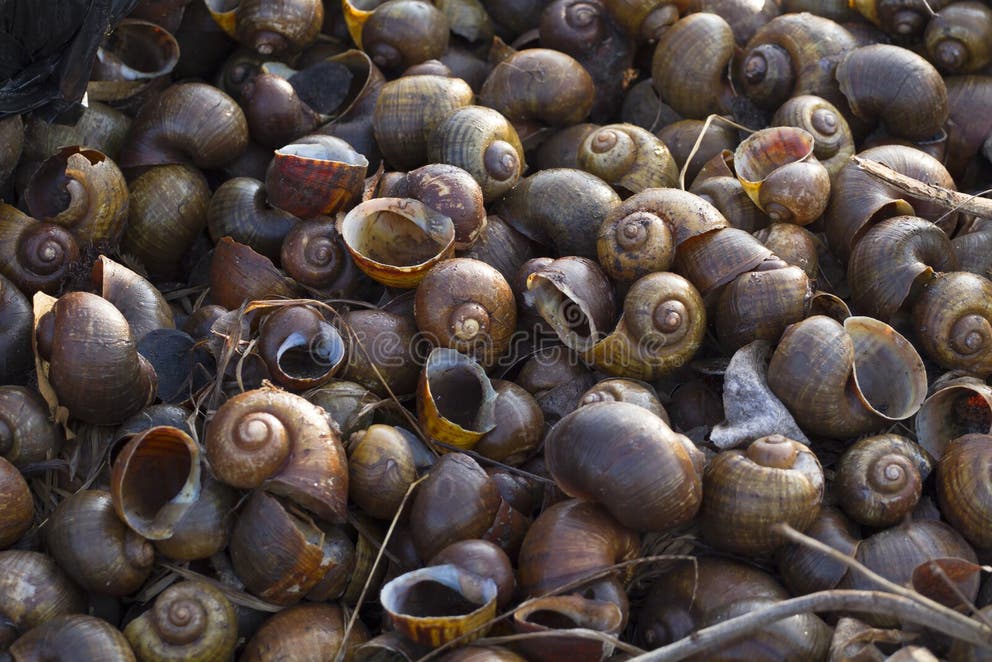 Shell stock image. Image of brown, grey, carcass, decoration - 52501915