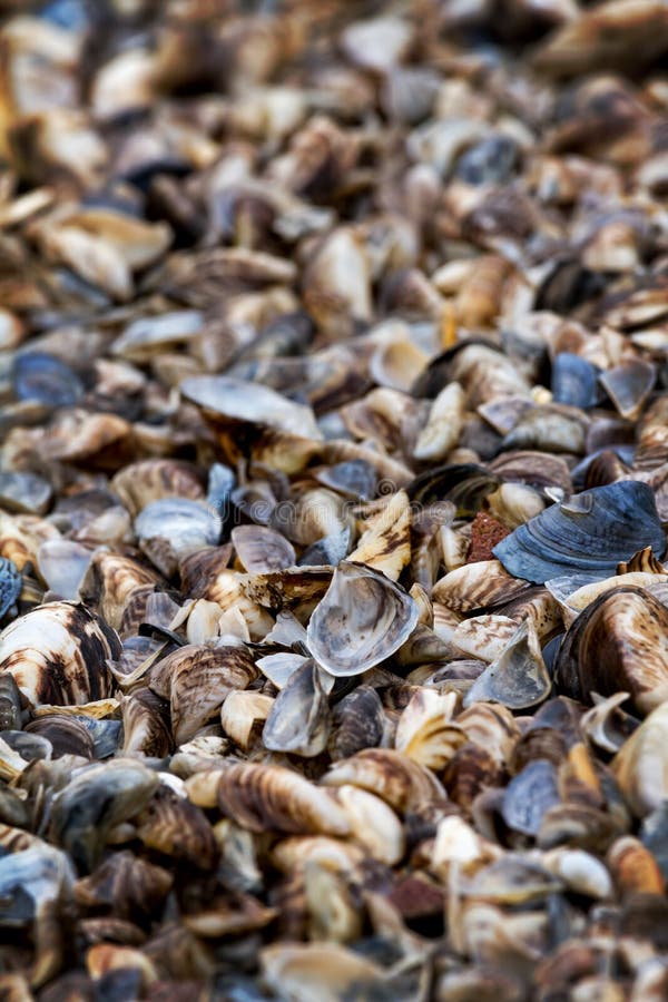 Shell stock image. Image of environment, clams, blue - 34140809