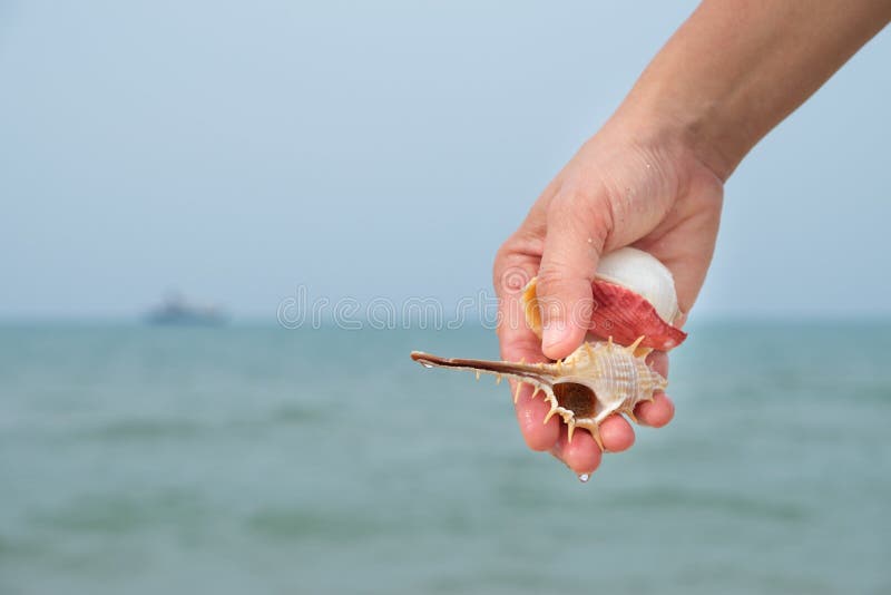 Shell stock photo. Image of fingers, colorful, mollusk - 97205568