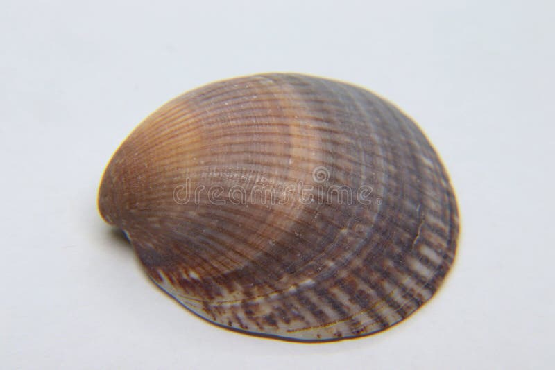 Shell of a Marine Animal Conch Isolated on White and Blue Colors Stock ...