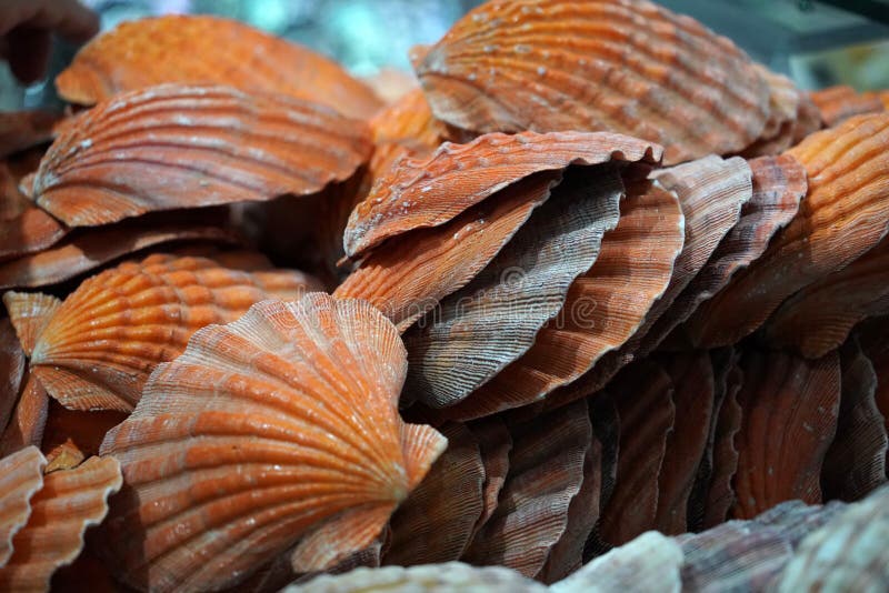 Shell and Marine Life for Sale in a Shop Stock Photo - Image of cold ...