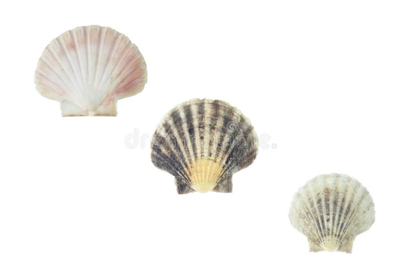 Shell Marinho Do Molusco Bivalve Do Jacobaeus De Pecten Foto de Stock ...