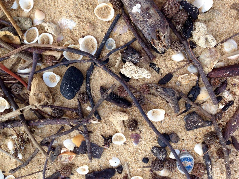 Shell, Marisco, Molusco, Moluscos, Bivalve Imagem de Stock - Imagem de ...