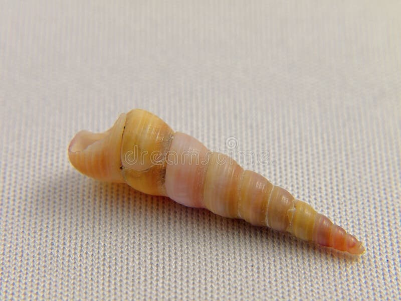 Shell stock photo. Image of seashell, shell, nail, adriatic - 36043794