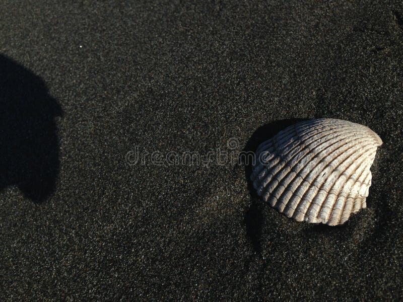 Shell by miss Jackie stock photo. Image of california - 240656276