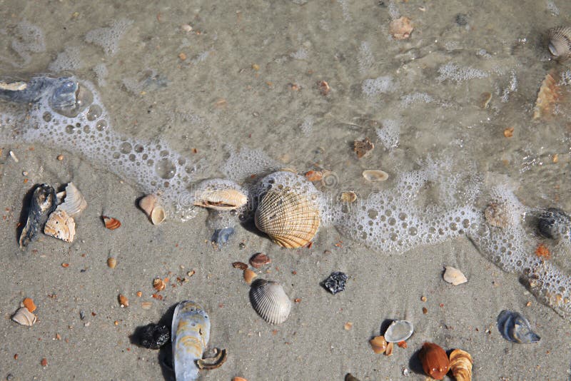 Shell Mix stock image. Image of ocean, single, climate - 43425795
