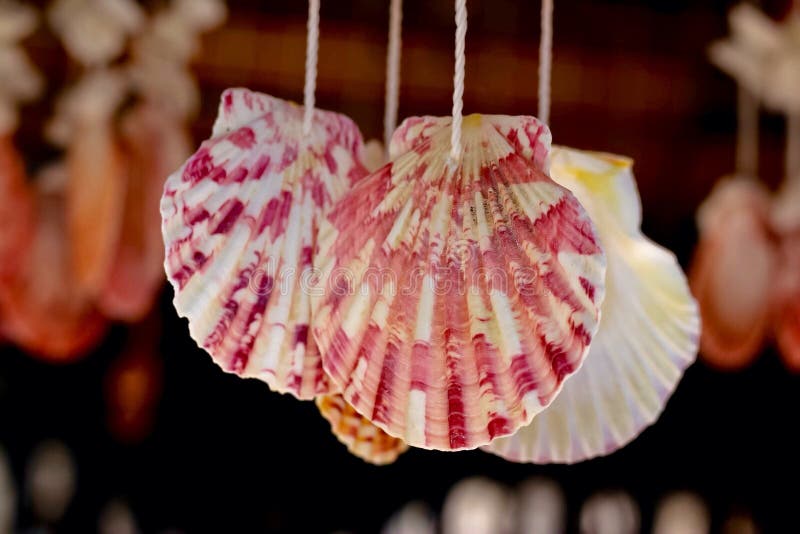 Sea Shell Mobile Hanging Decoration in the Shop. Stock Photo - Image of ...