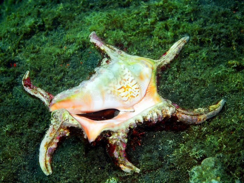 Shell of mollusc stock photo. Image of dive, water, mollusc - 48578084