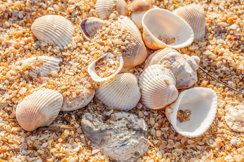 Shell Molluscs on the Beach Stock Image - Image of conch, mollusk: 31881613