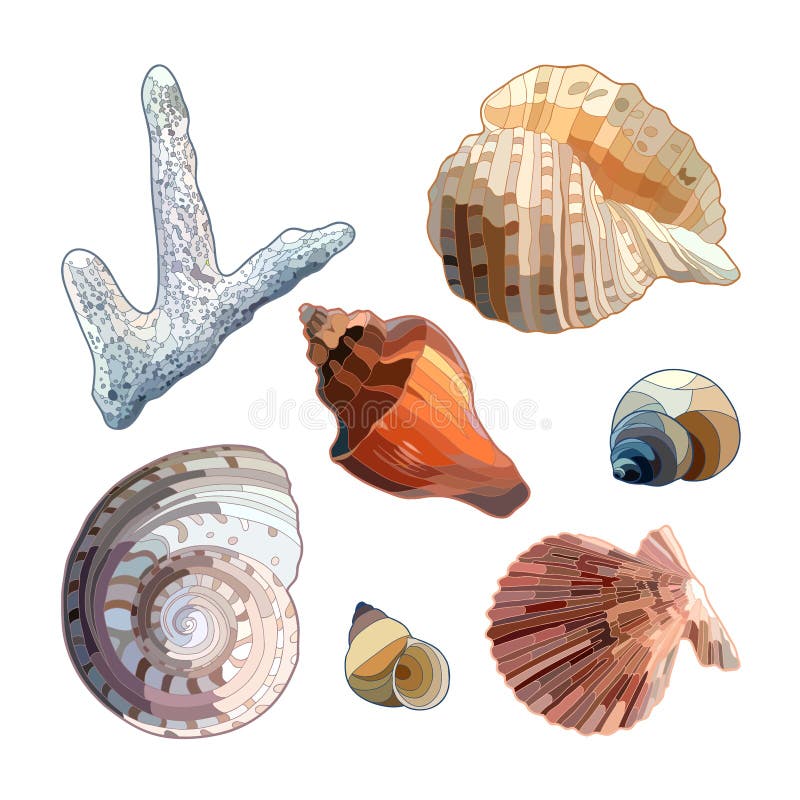 Collection of Seashell Illustrations in Pastel Colors. Vector Flat ...