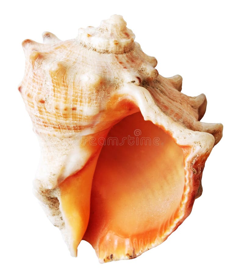 58+ Shell mollusks Free Stock Photos - StockFreeImages