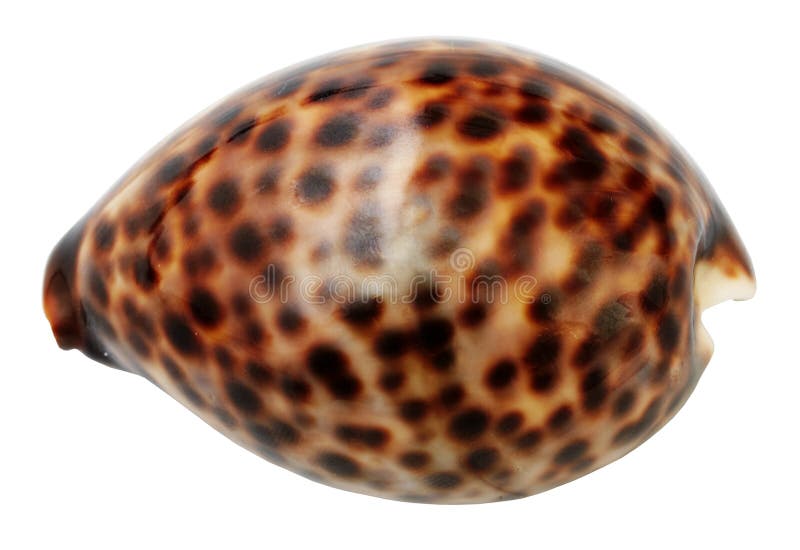 Shell mollusks stock image. Image of objects, isolated - 210526511