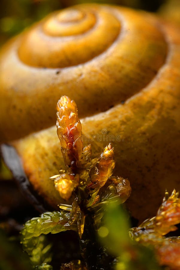 Macro Scale Forest Litter with a Shell Stock Image - Image of green ...