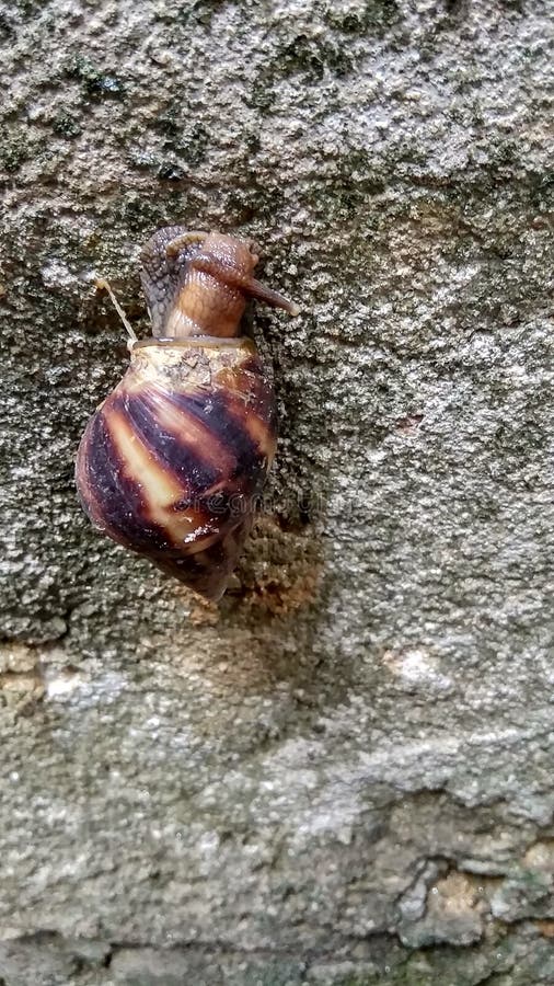 The shell stock photo. Image of colourfully, clouseup - 155635714