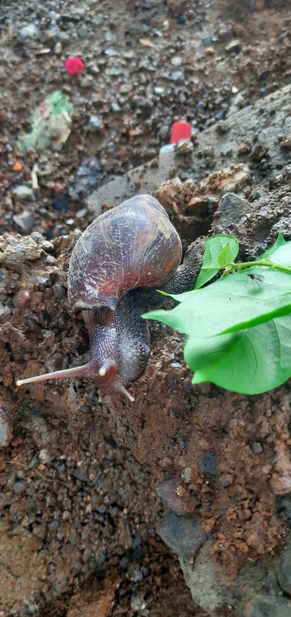 Shell moving stock photo. Image of insect, amphibian - 241235830