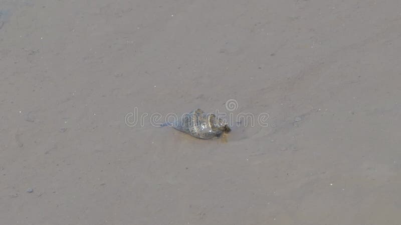 Shell on Mud in Wetlands Forest. Stock Video - Video of biology, claw ...