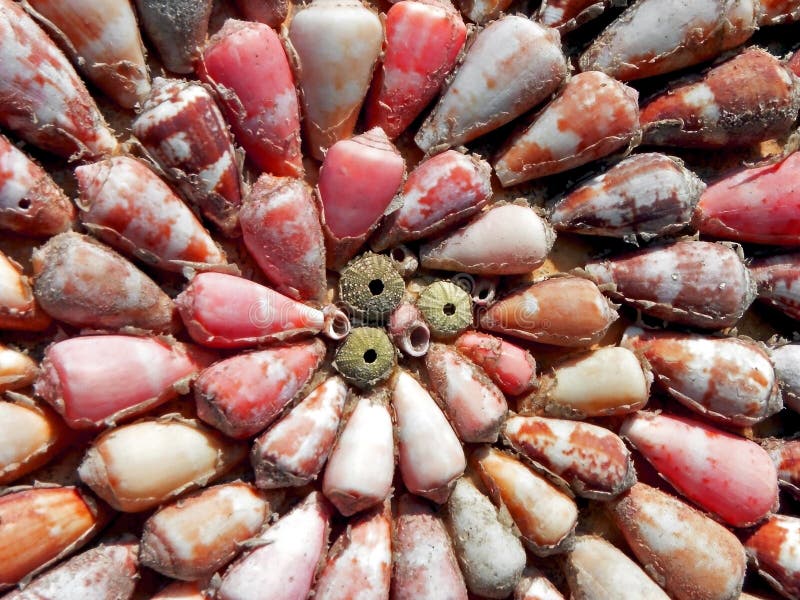 Shell Mural stock photo. Image of pumpkin, shell, collecting - 21987160