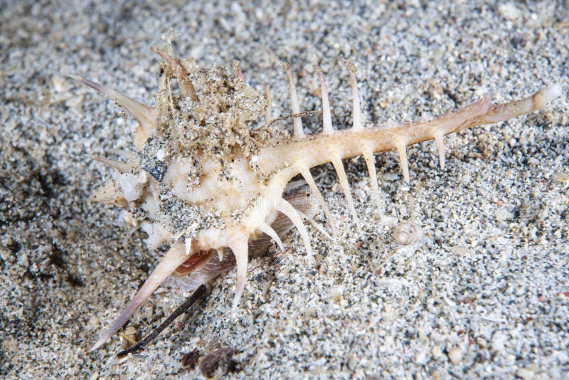 Shell Murex ternispina stock image. Image of shells - 211524717