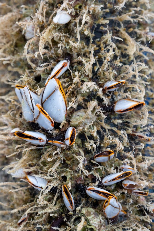 The Shell Named Goose Barnacles or Gooseneck Barnacle Lepas Anserifera ...