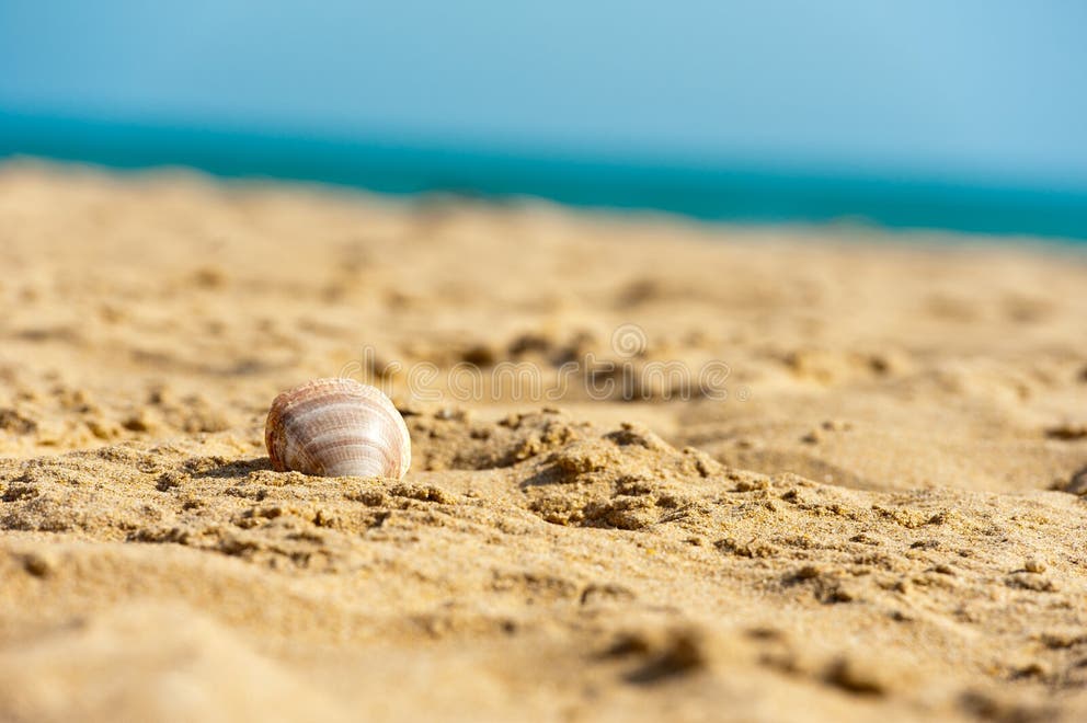 Shell In Nat Zand Op Het Strand Stock Foto - Image of shell, tropisch ...