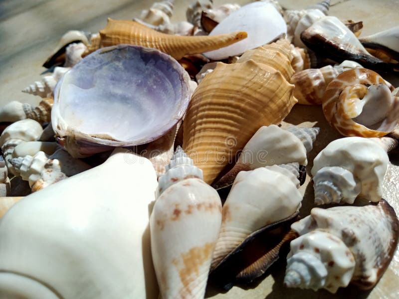 Shell stock photo. Image of beach, shell, nature, summer - 176320056