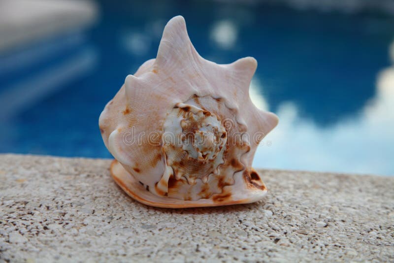 Shell near the pool stock photo. Image of rest, beach - 44591580
