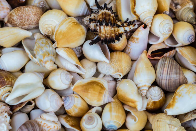 Shell from the North Sea Texture Material Background Stock Image ...