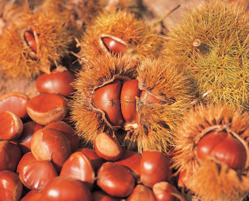 Shell and Nut stock image. Image of outdoor, autumn, shell - 943915