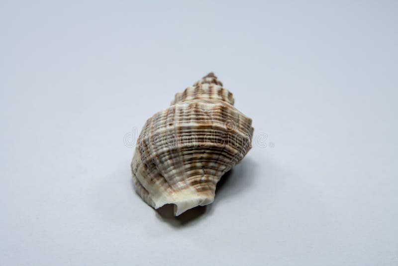 Shell Object on the White Background Stock Photo - Image of decoration ...