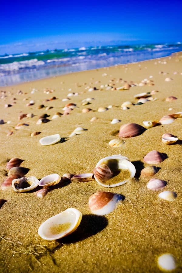 Shell stock photo. Image of seashells, sand, shells, ocean - 85516978