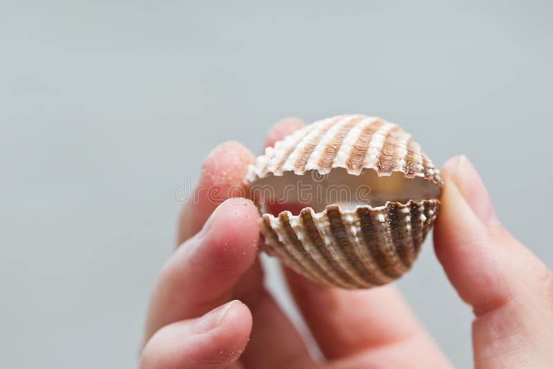 Shell Open in a Delicate Woman`s Hand Stock Image - Image of animal ...