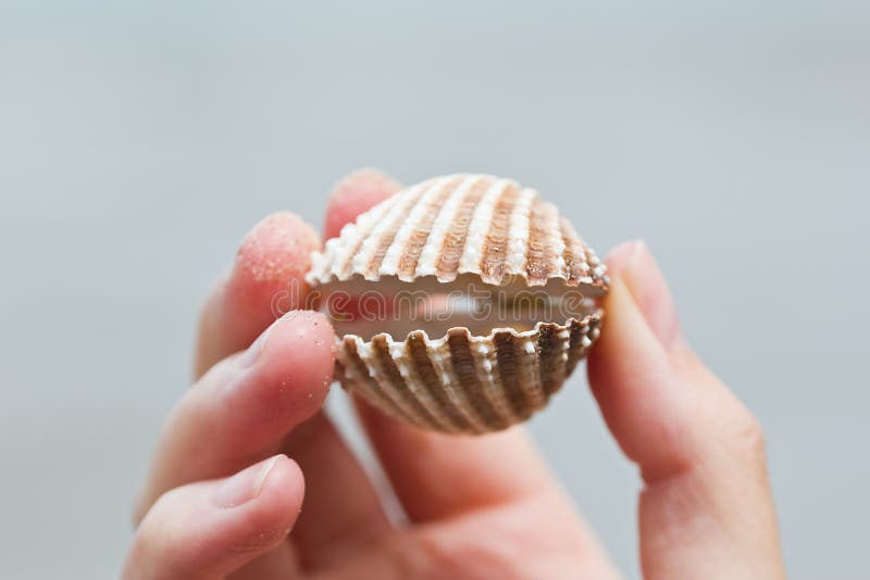 Sea-shell with Open Valves Lying on Old Eroded Rock in Twilight Stock ...