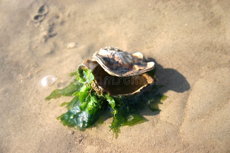 Shell stock photo. Image of animal, beach, tidal, shell - 66802772