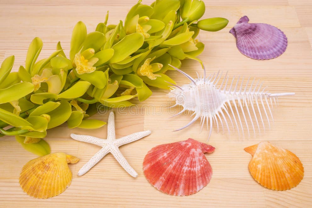 Shell and orchid stock photo. Image of beautiful, fleur - 122183986