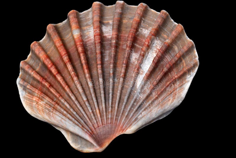 Conch shell, top view stock image. Image of nature, seashell - 18198167