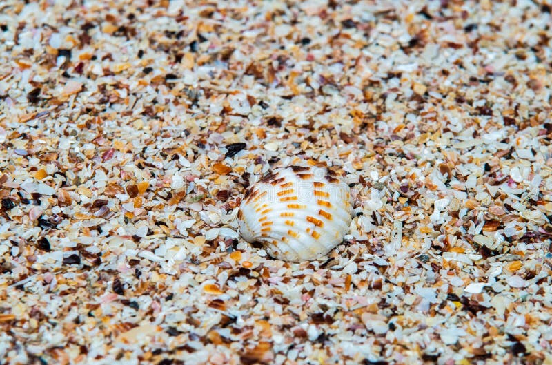 Shell Over Little Pieces of Shells in a Tropical Beach Stock Photo ...