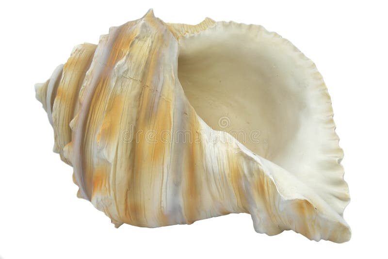 Seashell and pearl stock image. Image of variety, pearl - 2700671