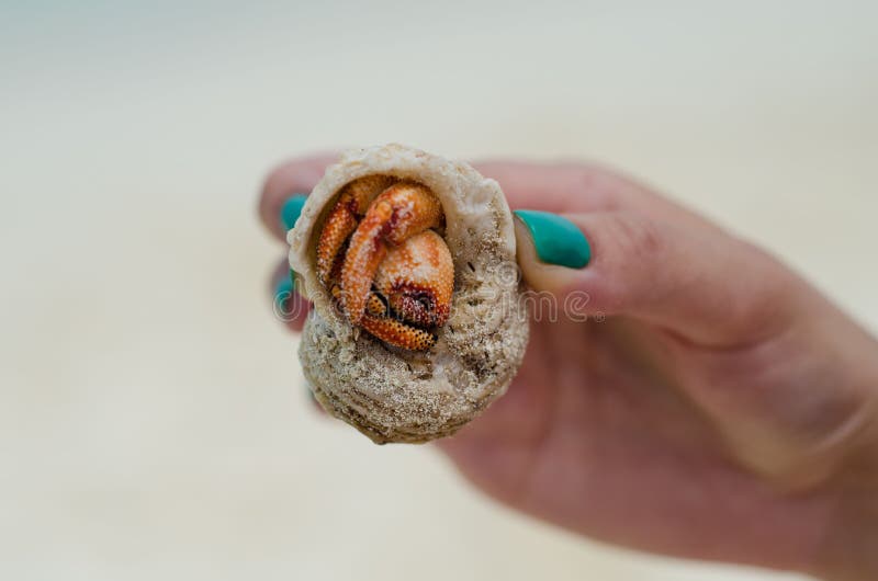 Shell with owner stock image. Image of yellow, leaf - 243061033