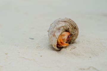 Shell with owner stock image. Image of yellow, leaf - 243061033